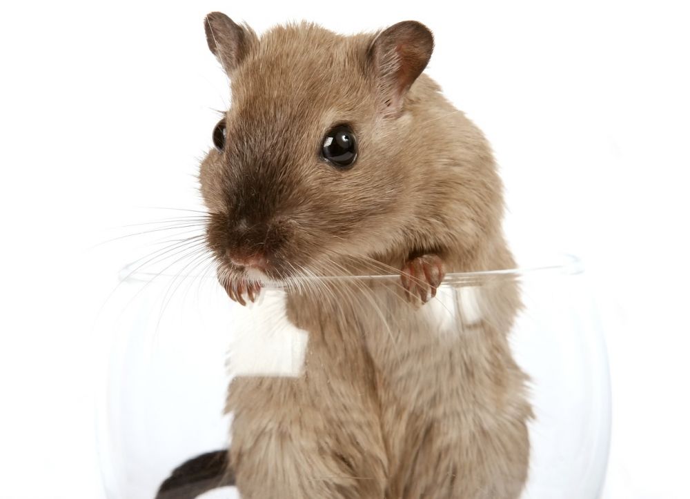 Hamster vit: En övergripande översikt